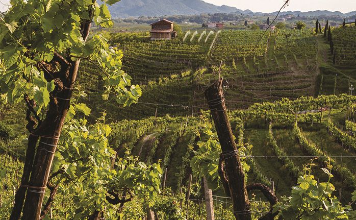 Migliori vini italiani: Bisol tra le 100 Eccellenze Italiane per Forbes